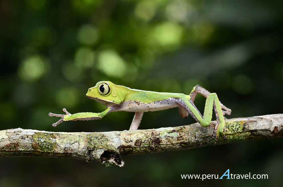sapo-peru-a-travel | PERU A TRAVEL